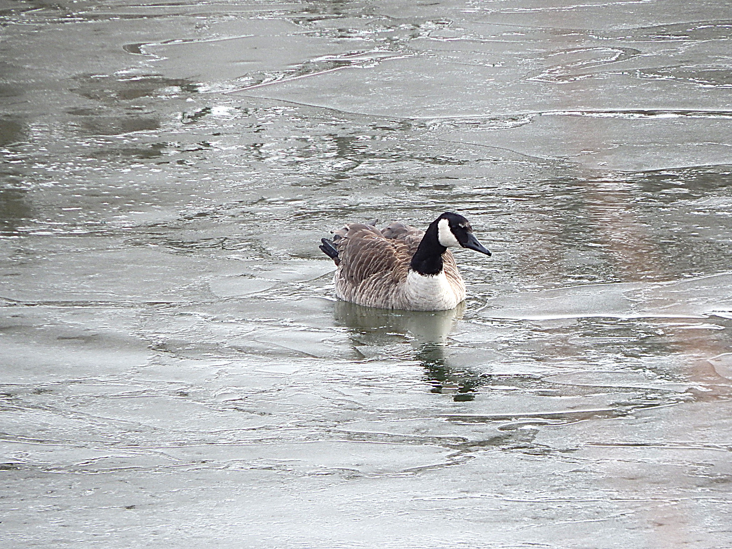 Chilly swim | News, Sports, Jobs - The Journal